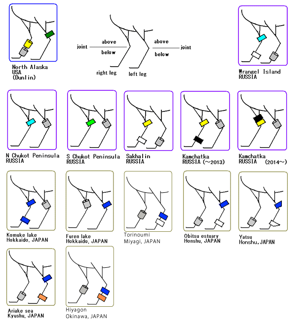 Birds and Rings - birds banding - | Yamashina Institute for Ornithology